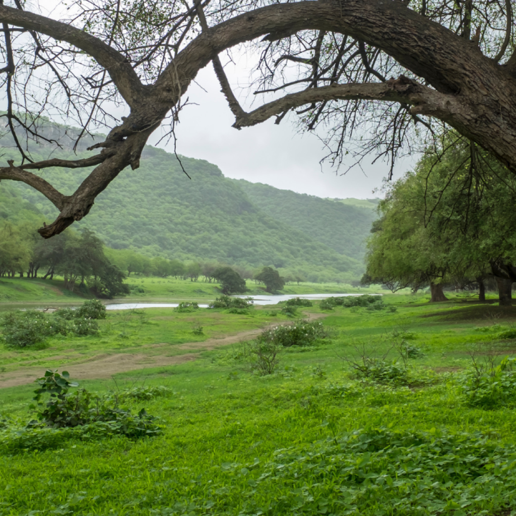 Tropical Paradise – Salalah Tour | 2 Nights 3 Days | Explore Oman