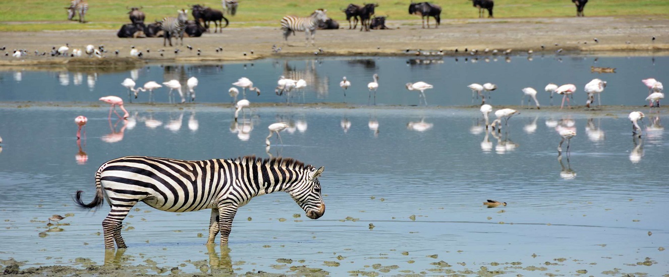 Ngorongoro Crater Tours & Safaris | Intend Travel